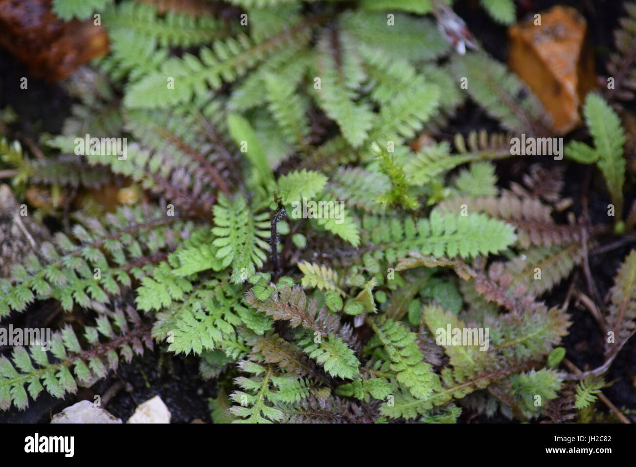 Blechnum spicant or Hard fern Stock Photo - Alamy