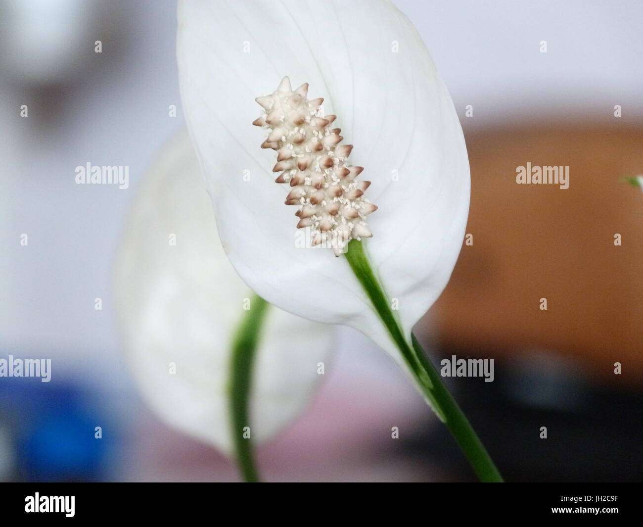 Spathiphyllum, Spath or Peace Lily Stock Photo - Alamy