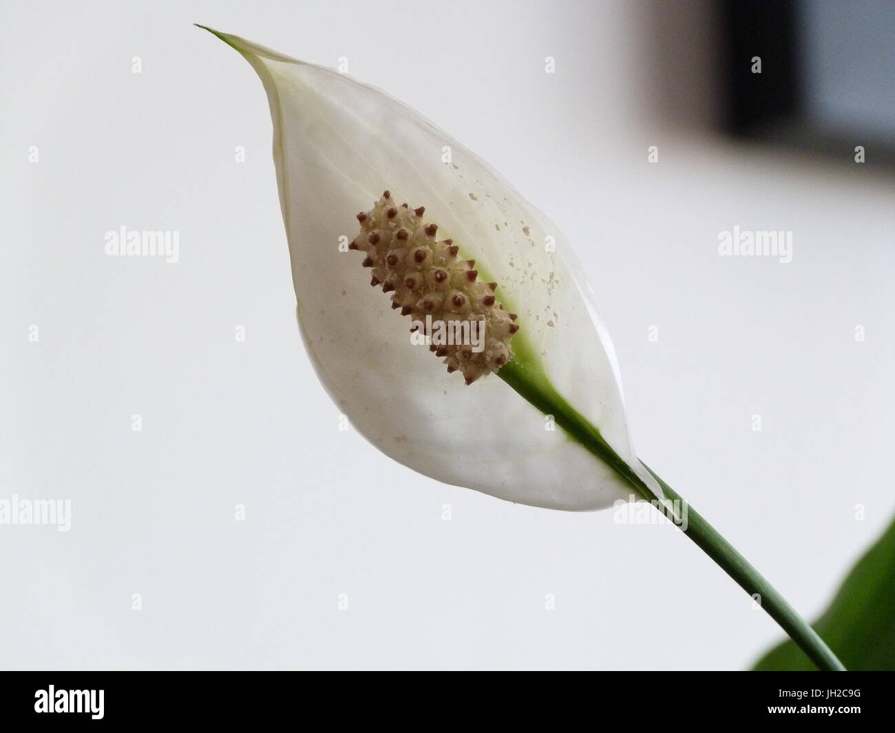 Peave hi-res stock photography and images - Alamy