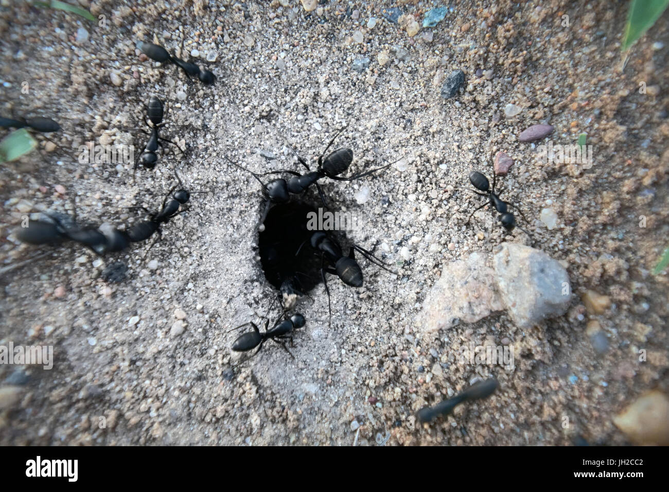 Ant Colony Underground