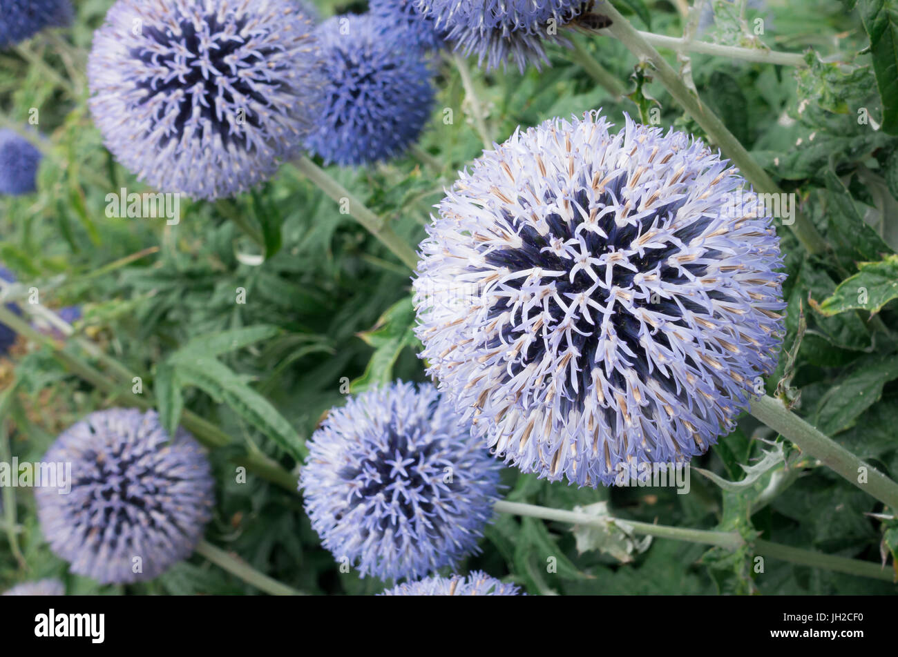 Plant blue thistle hi-res stock photography and images - Alamy