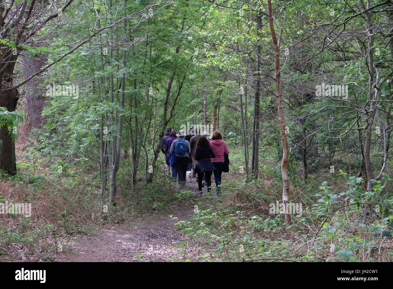 Group walking in the woods Stock Photo - Alamy