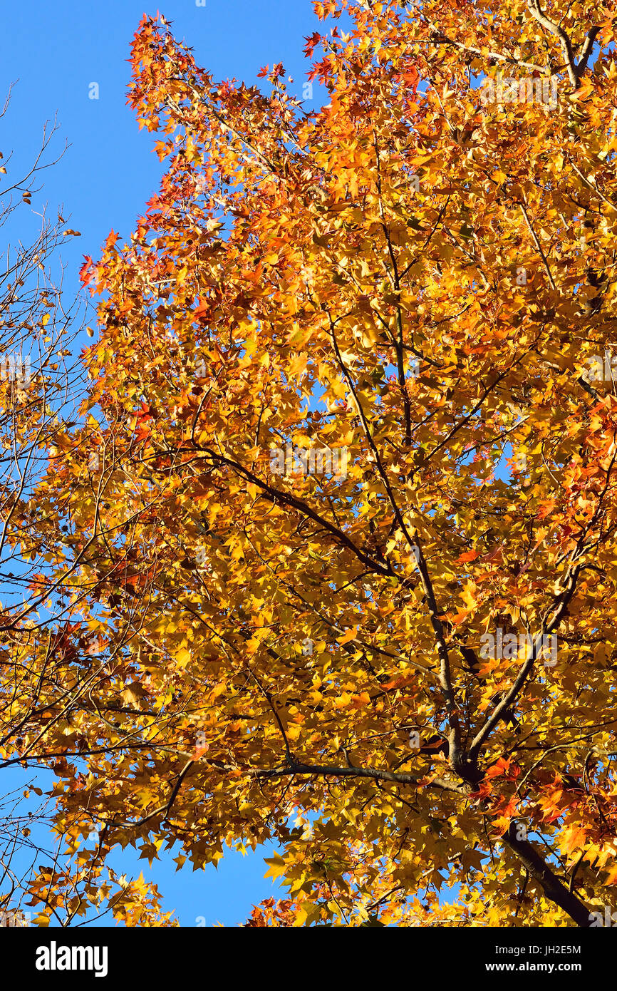 Autumn landscape of maple tree in vertical frame Stock Photo - Alamy