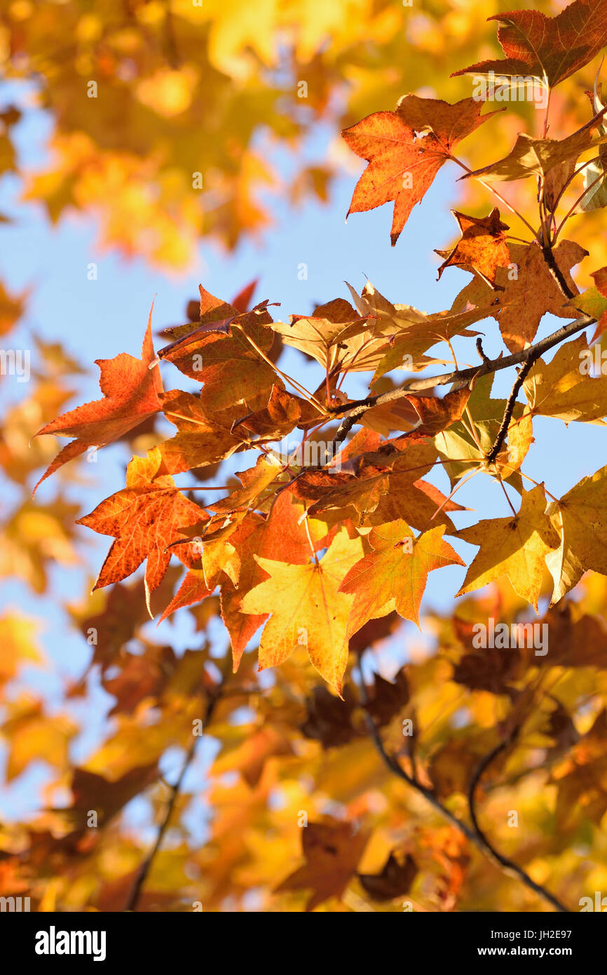 Autumn landscape of maple tree in vertical frame Stock Photo - Alamy