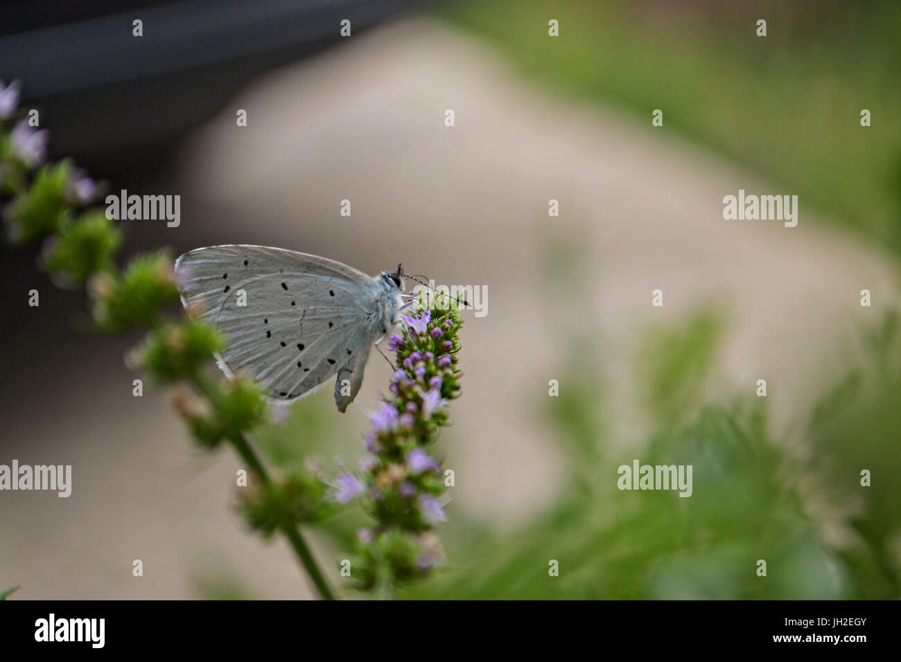 Cute little butterfly hi-res stock photography and images - Alamy