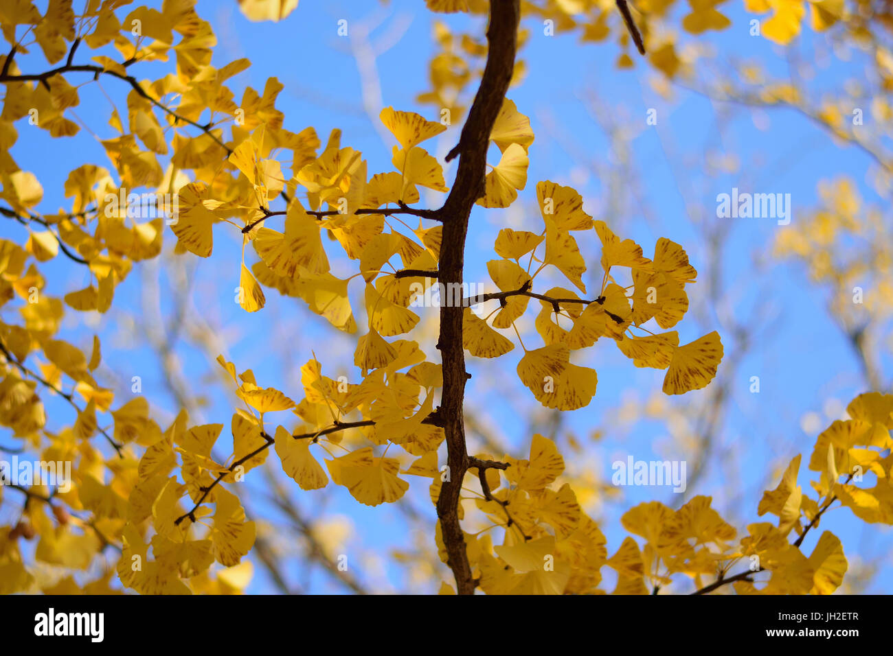 Background Japanese Autumn Yellow Ginkgo Tree In Sunshine Stock Photo background-japanese-autumn-yellow-ginkgo-tree-in-sunshine-stock-photo