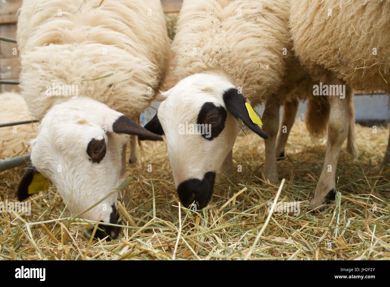 Close-up of a sheep Stock Photo - Alamy
