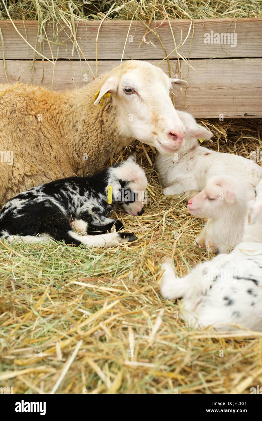 Close-up of a flock Stock Photo - Alamy