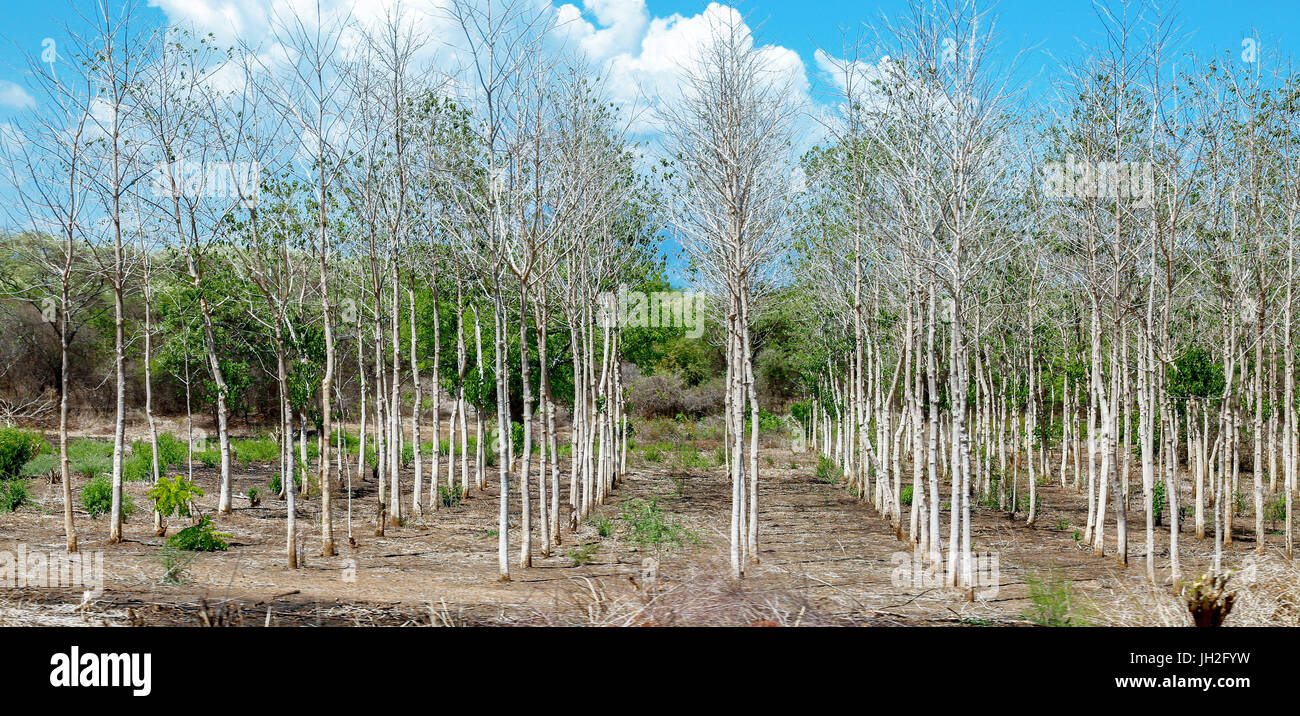 White trees hi-res stock photography and images - Alamy