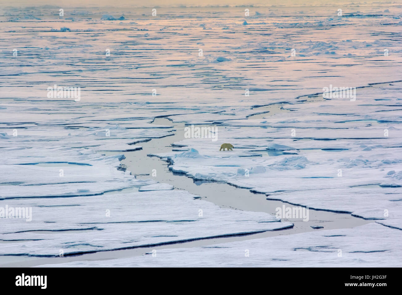 Floe rat hi-res stock photography and images - Alamy