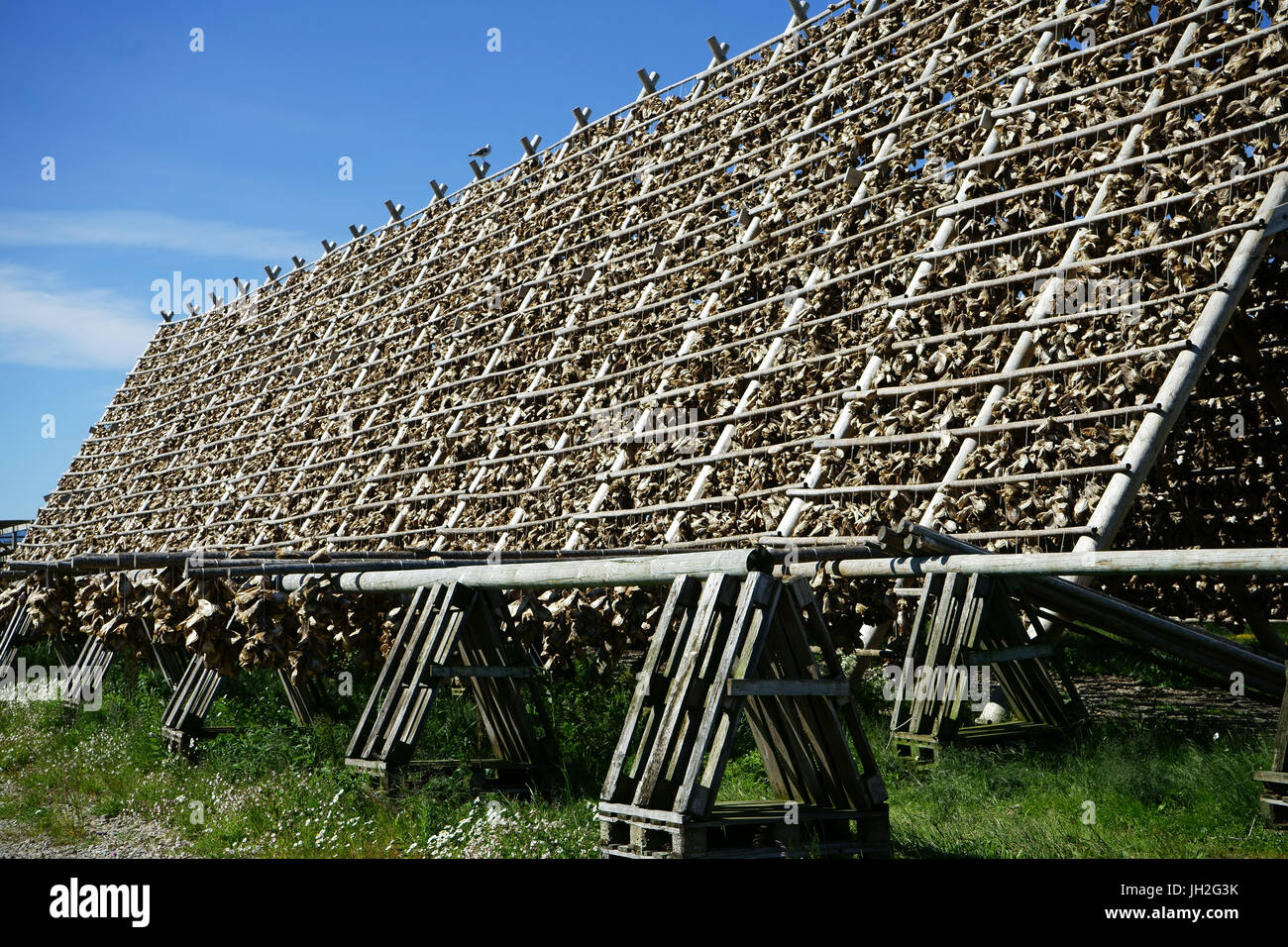 Rack with stockfish heads drying, Laukvik, Austvagoy island, Lofoten ...