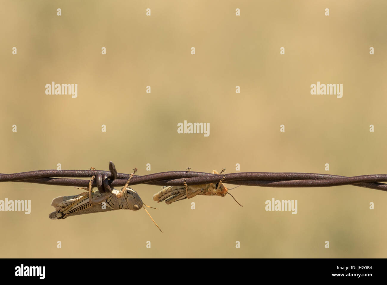 Swarms of grasshoppers hi-res stock photography and images - Alamy