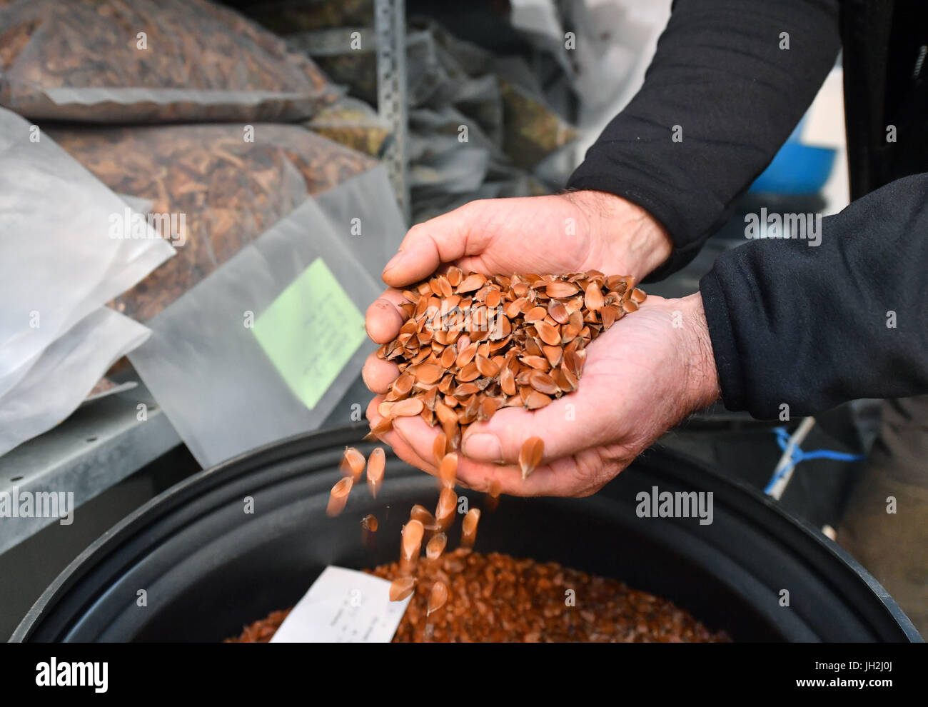 Fischbach, Germany. 12th July, 2017. Cone picker Maik Oertel checks the ...
