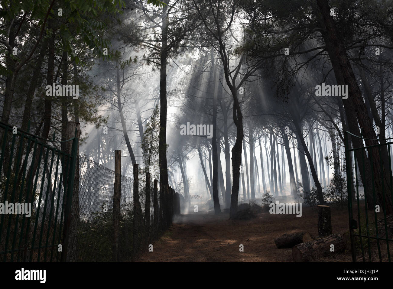 Naples, Italy. 11th July, 2017. Naples, Fire in the Vesuvius National ...
