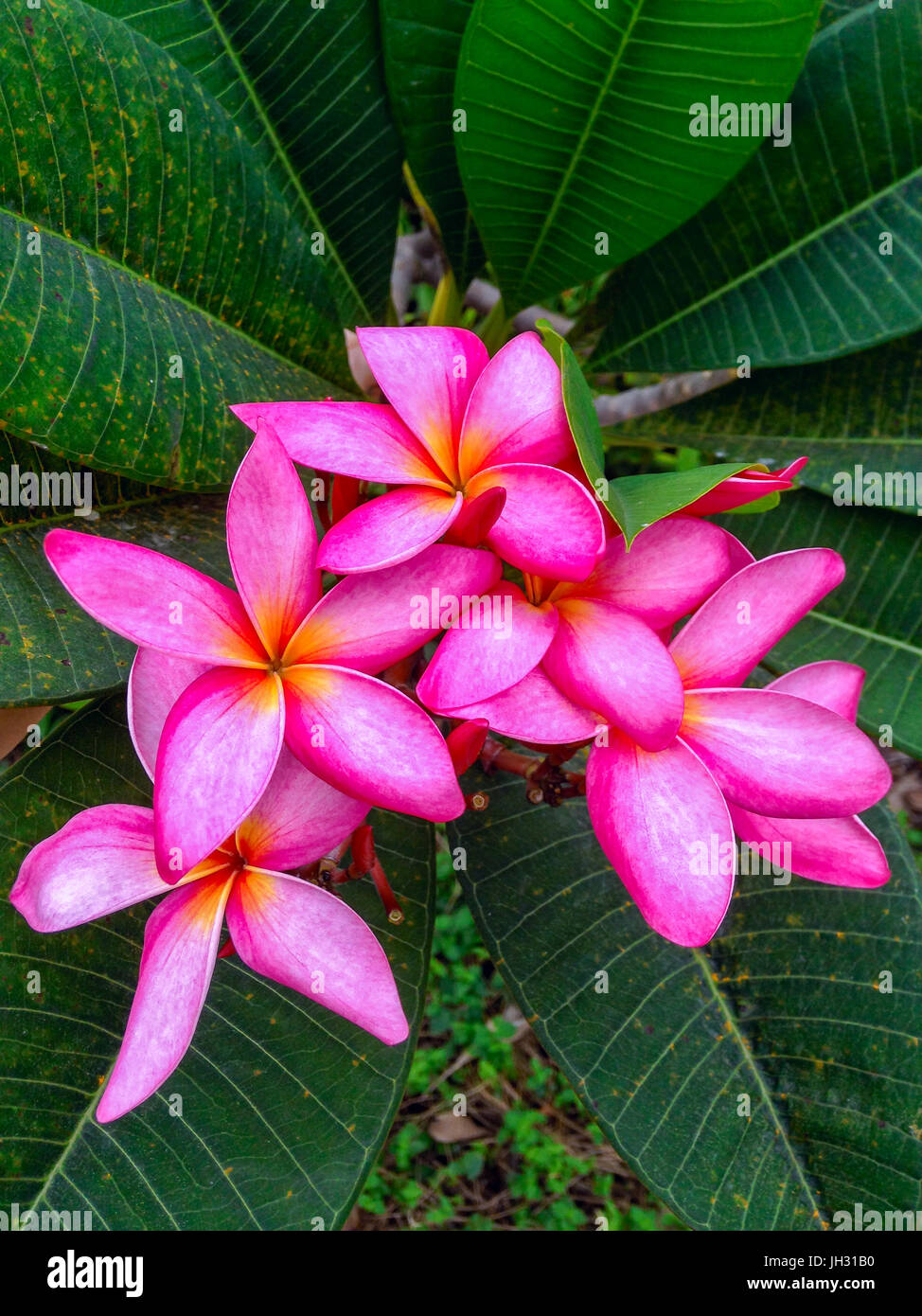 Most Beautiful Pink Flowers Close Up Spring Stock Photo - Alamy