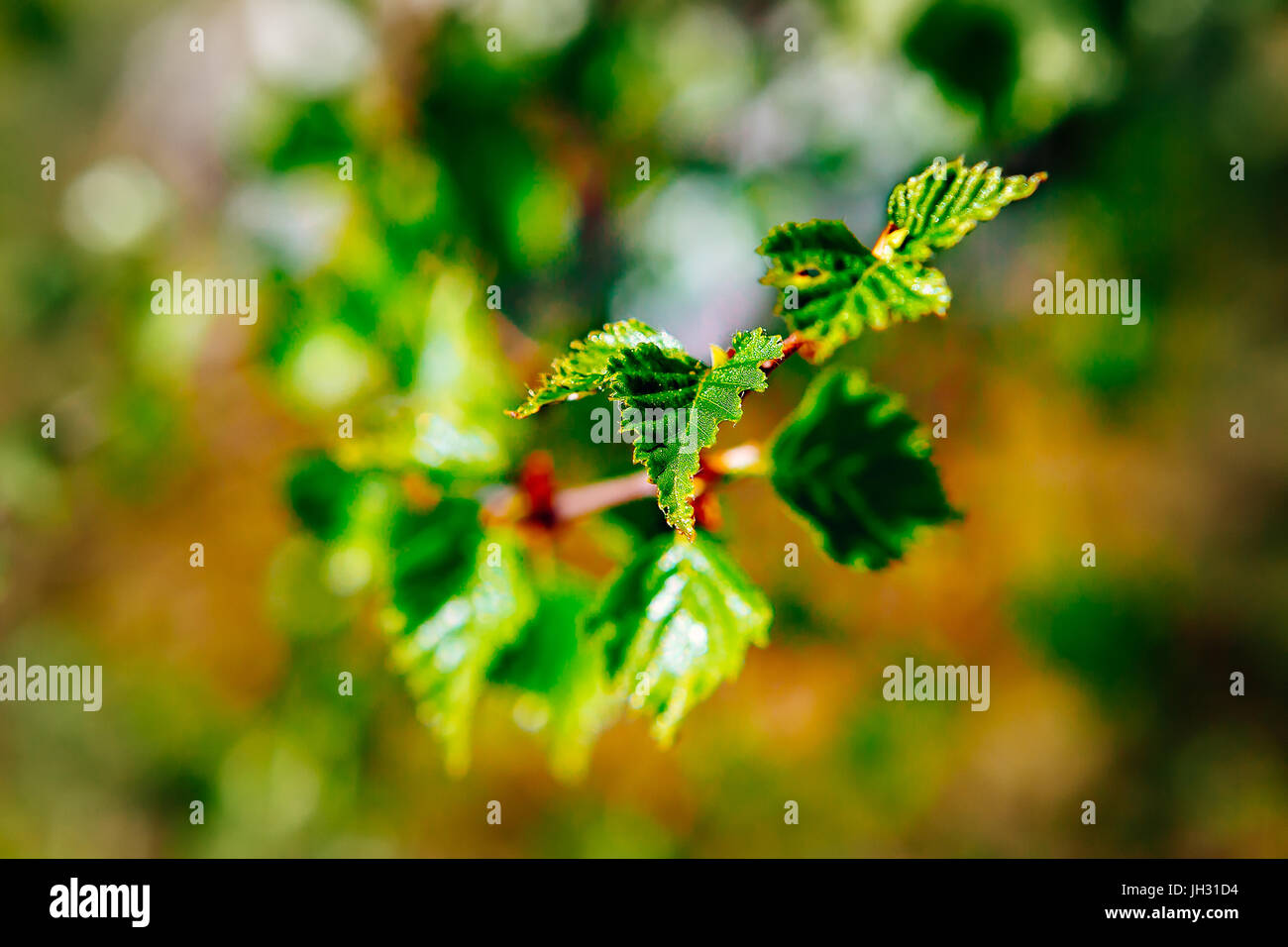 Sunlight green leaf blue sky birch tree hi-res stock photography and ...