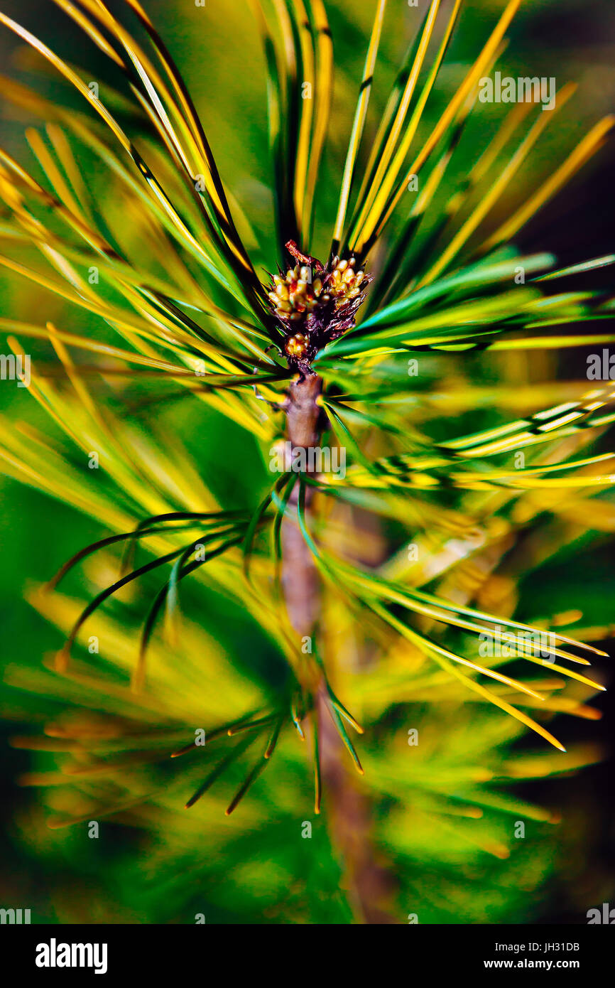 Yellow cedar tree hi-res stock photography and images - Alamy