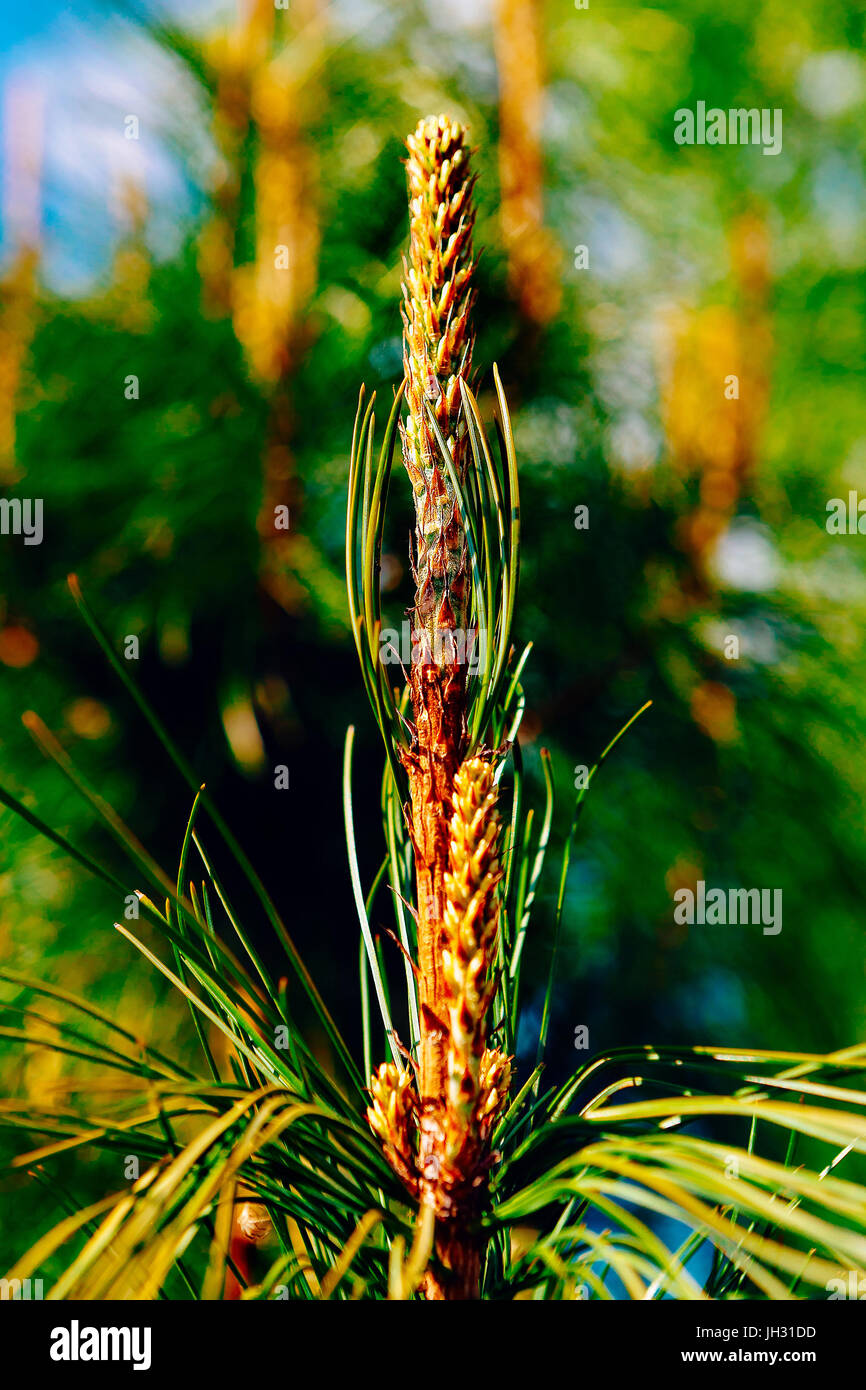 Cedar Branch Spring Stock Photo - Alamy