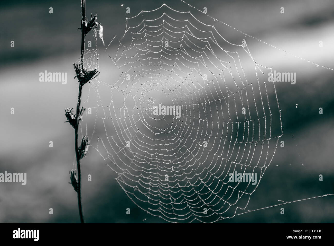 Cobweb on a branch with blurred background Stock Photo - Alamy