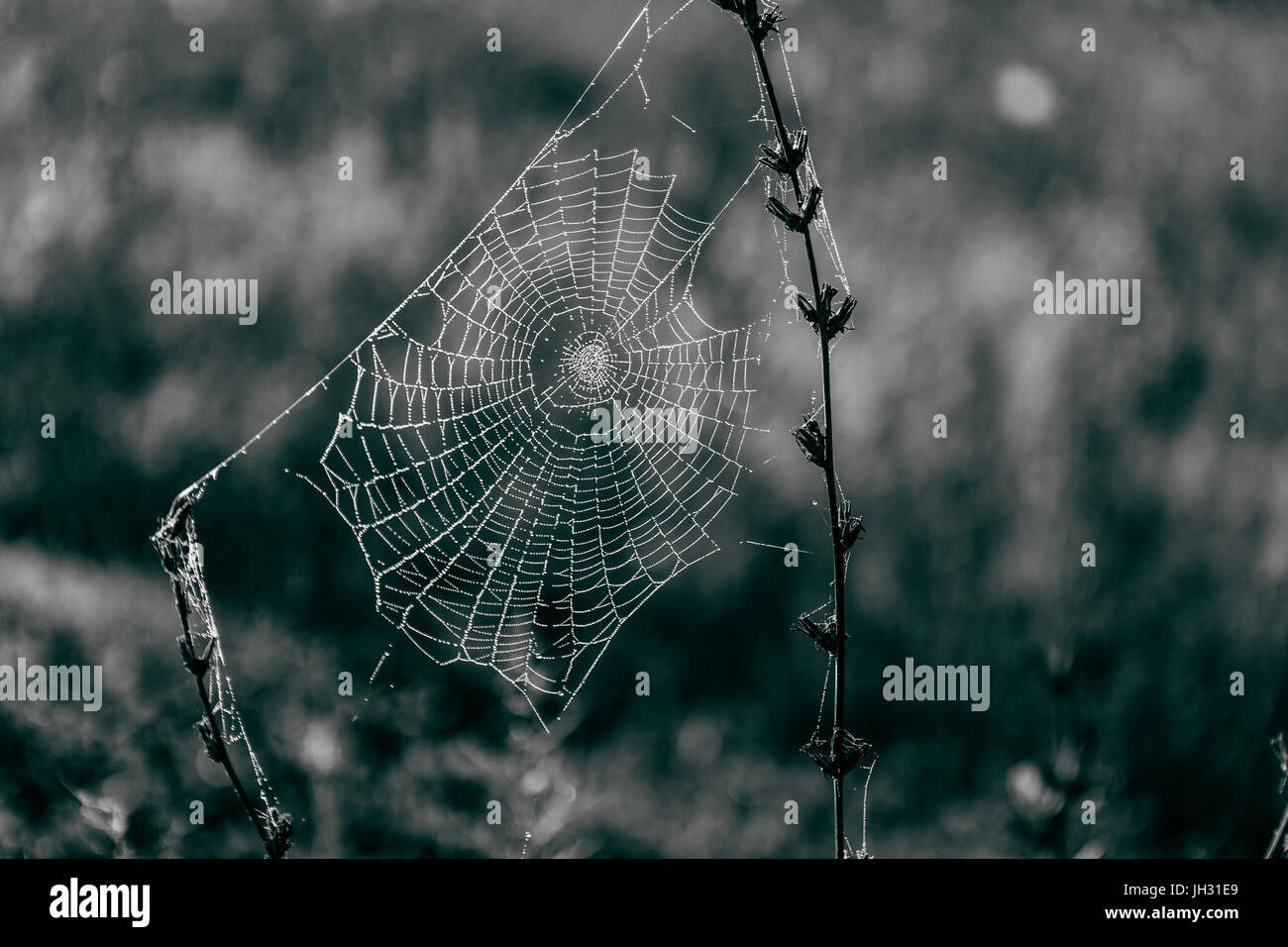 Cobweb on a branch with blurred background Stock Photo - Alamy