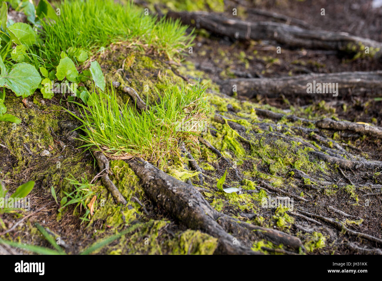 Close up of tree roots, moss and grass on a river or lake bank Stock ...