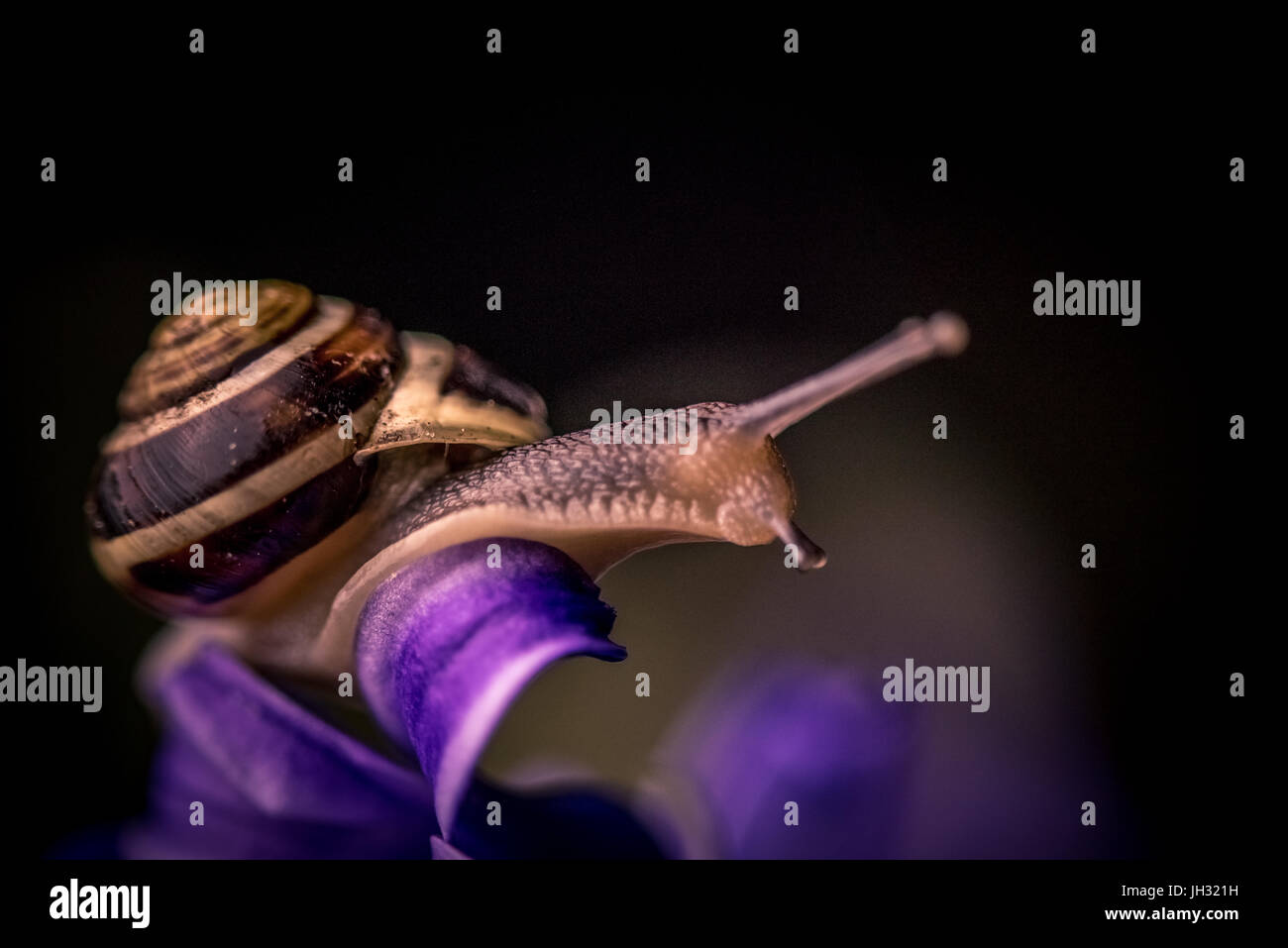 Small snail travelling over a purple hyacinth flower Stock Photo - Alamy