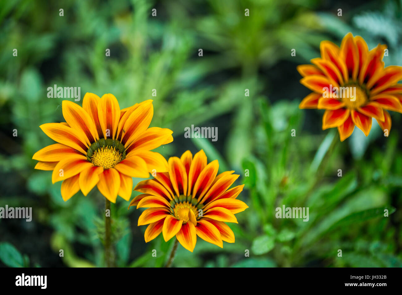 Three beautiful Gazania rigens flowers in a garden Stock Photo - Alamy