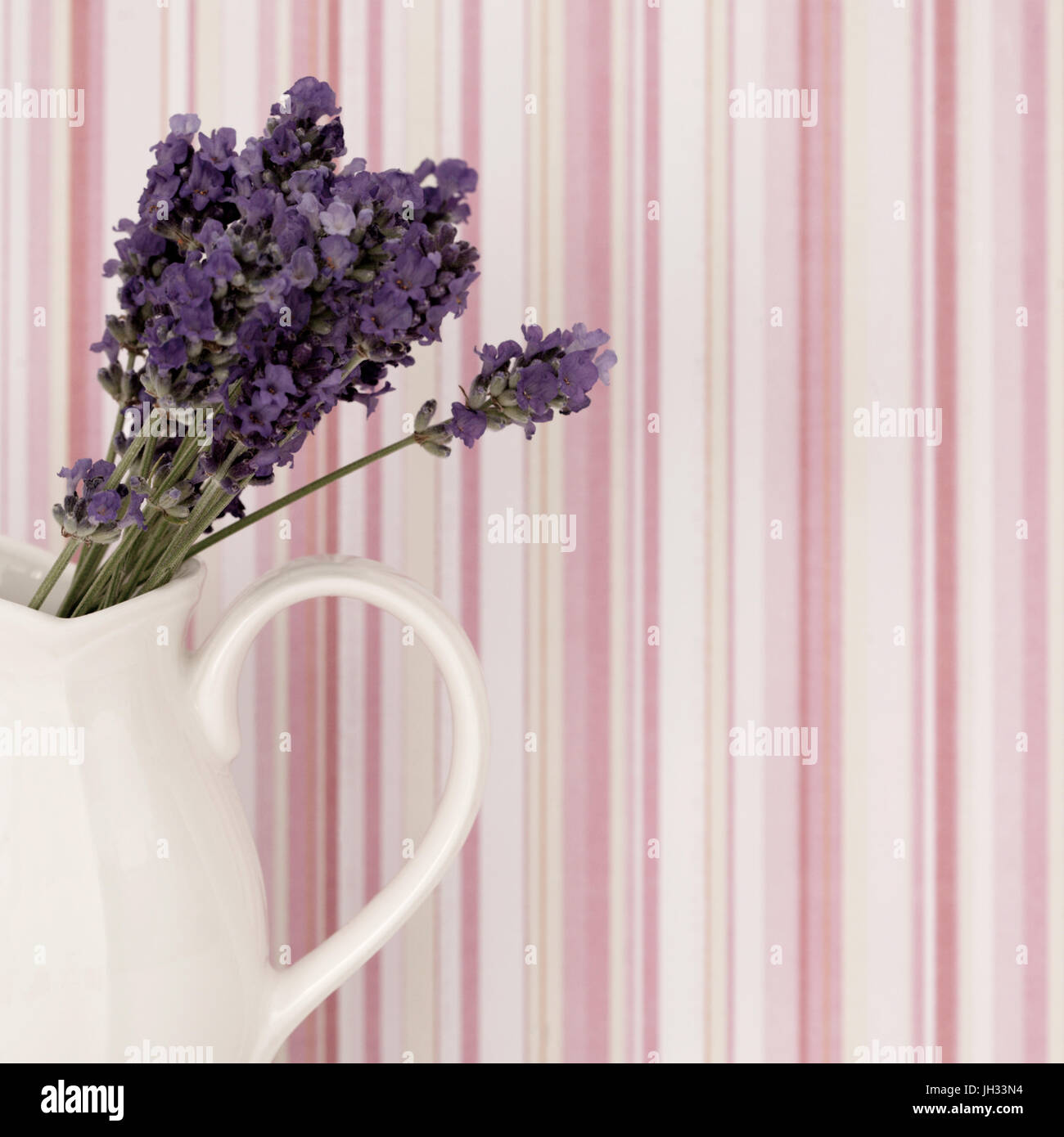 Flowering english lavender hi-res stock photography and images - Alamy