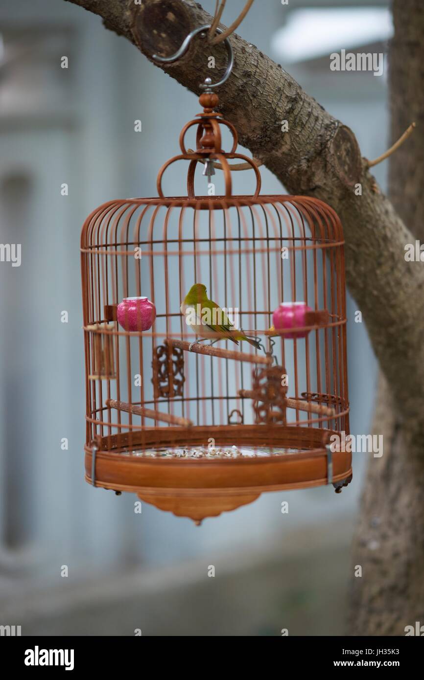 Caged song birds in the Yuen Po Street Bird Garden in Kowloon, Hong ...