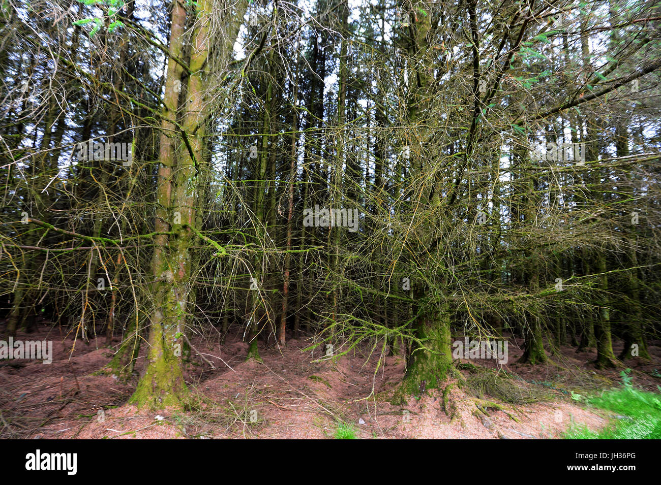 Dense wood hi-res stock photography and images - Alamy