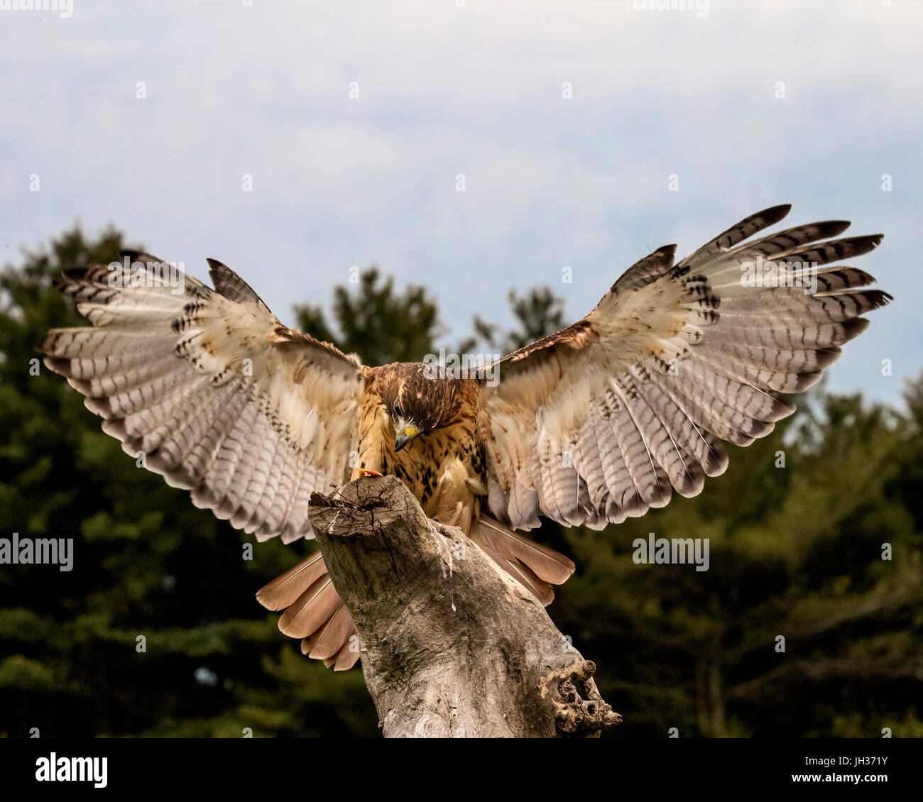 Red Tailed Hawk finding food on a perch Stock Photo - Alamy