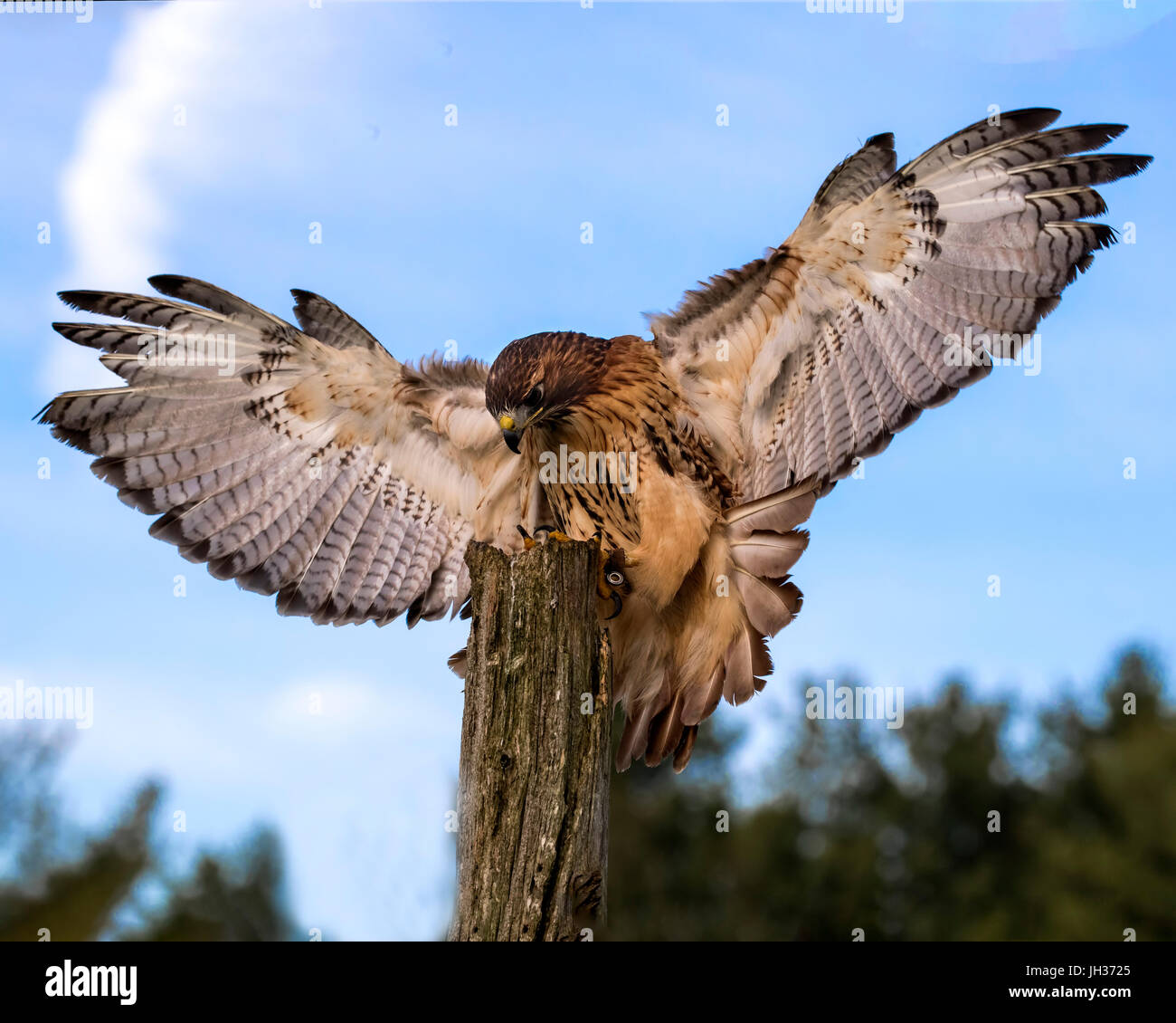 Red Tailed Hawk finding food on a perch Stock Photo - Alamy