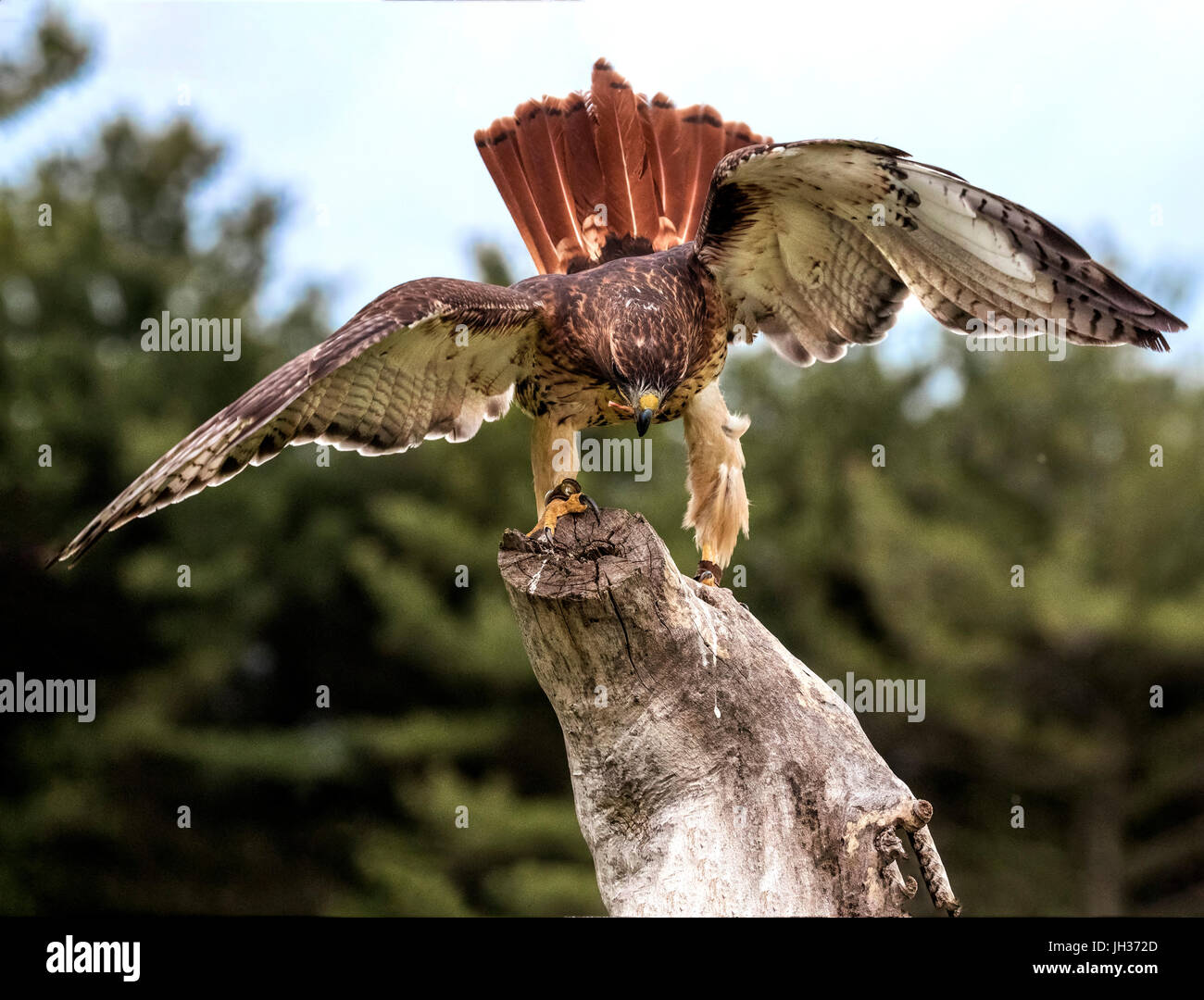 Red Tailed Hawk finding food on a perch Stock Photo - Alamy