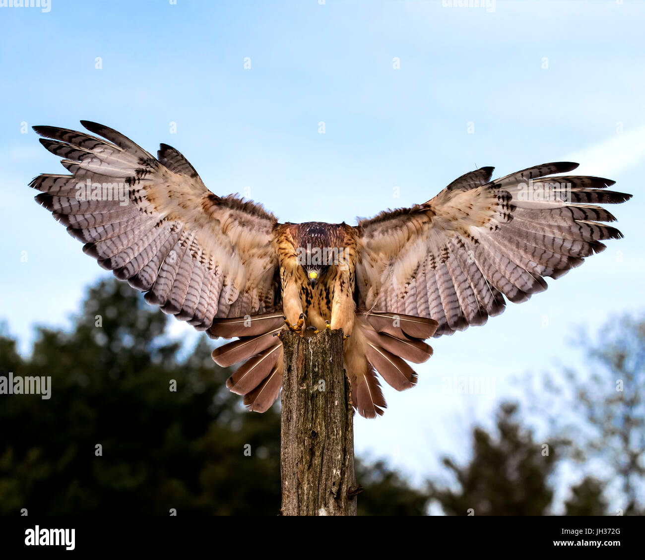 Red Tailed Hawk finding food on a perch Stock Photo - Alamy