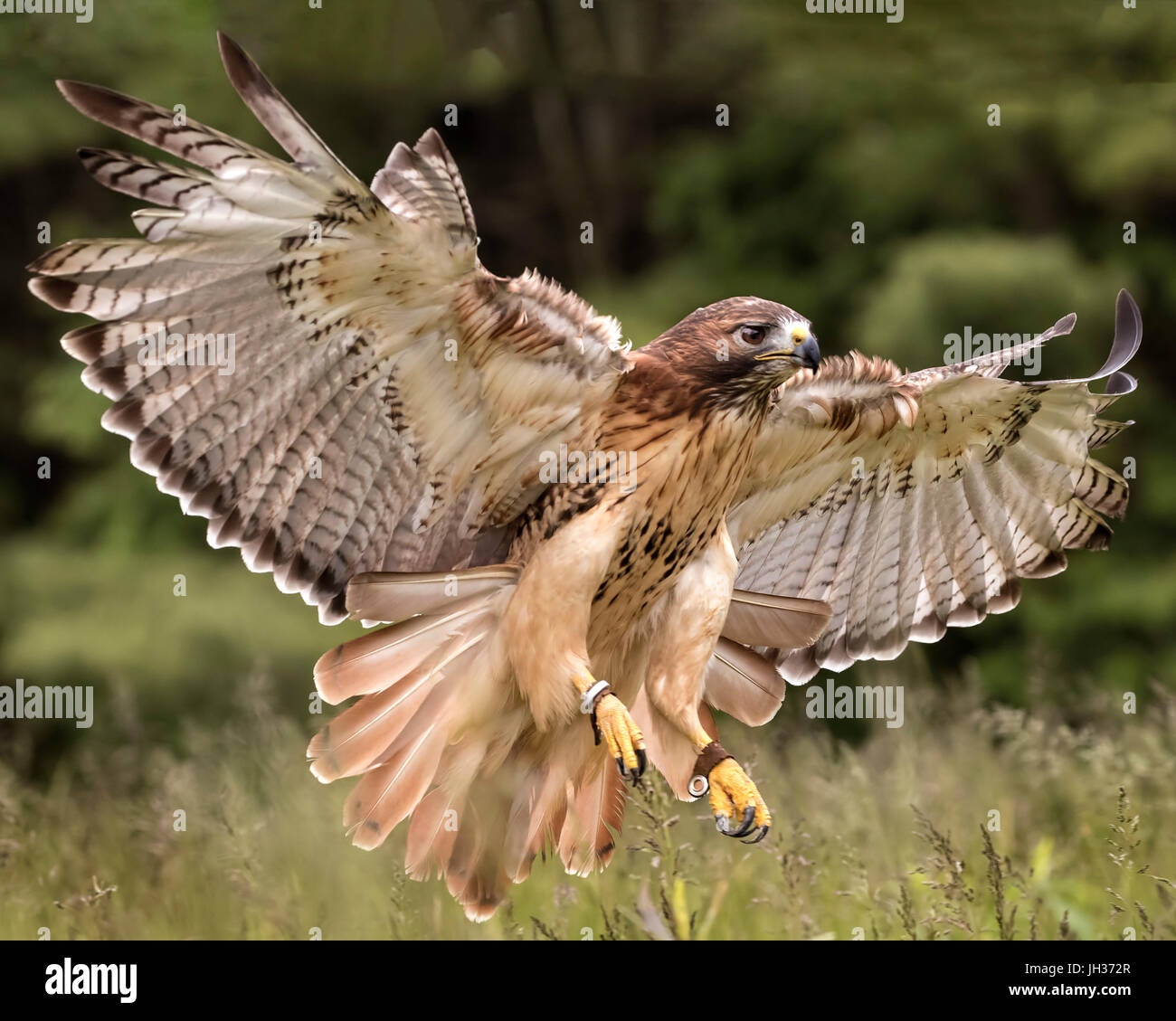 Red Tailed Hawk finding food on a perch Stock Photo - Alamy