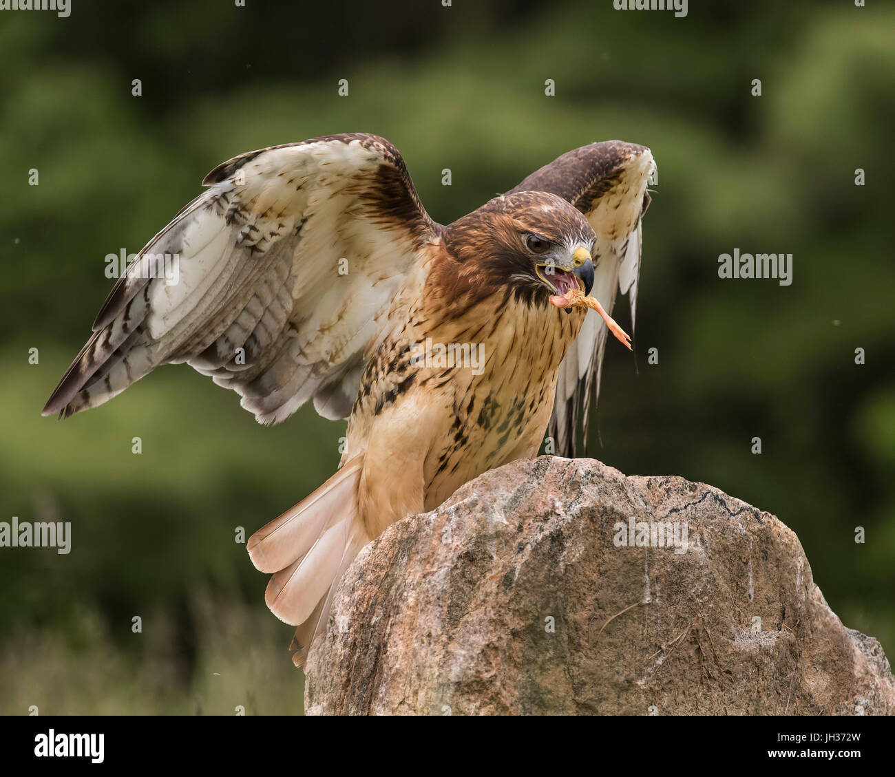 Red Tailed Hawk finding food on a perch Stock Photo - Alamy