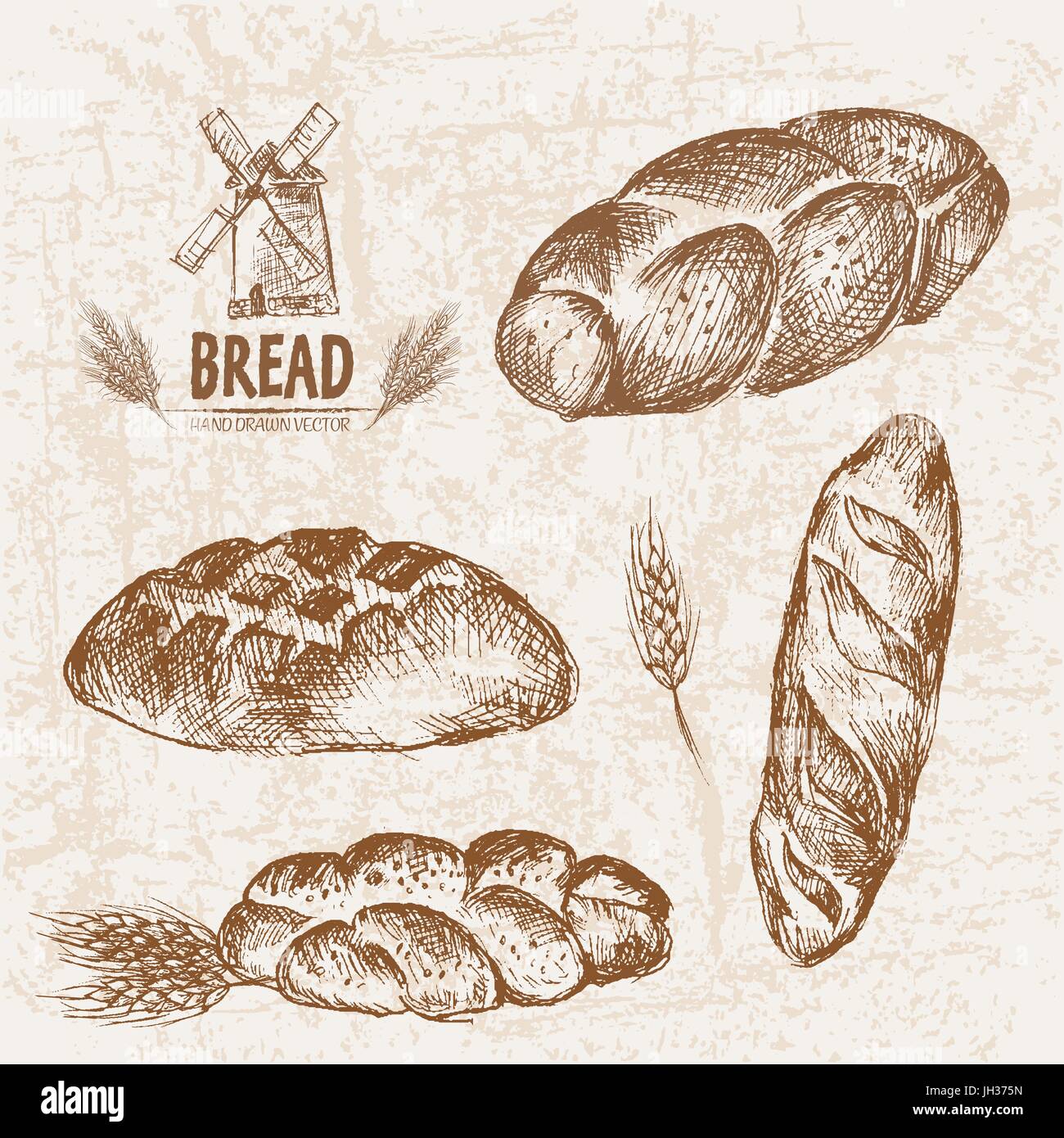 Digital vector detailed line art baked bread and dried wheat hand drawn ...
