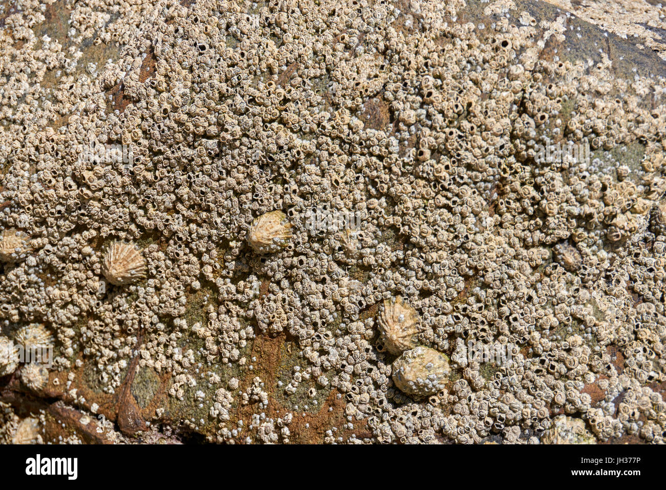 Rock covered in molluscs on a secluded beach near The Gew, Helford ...