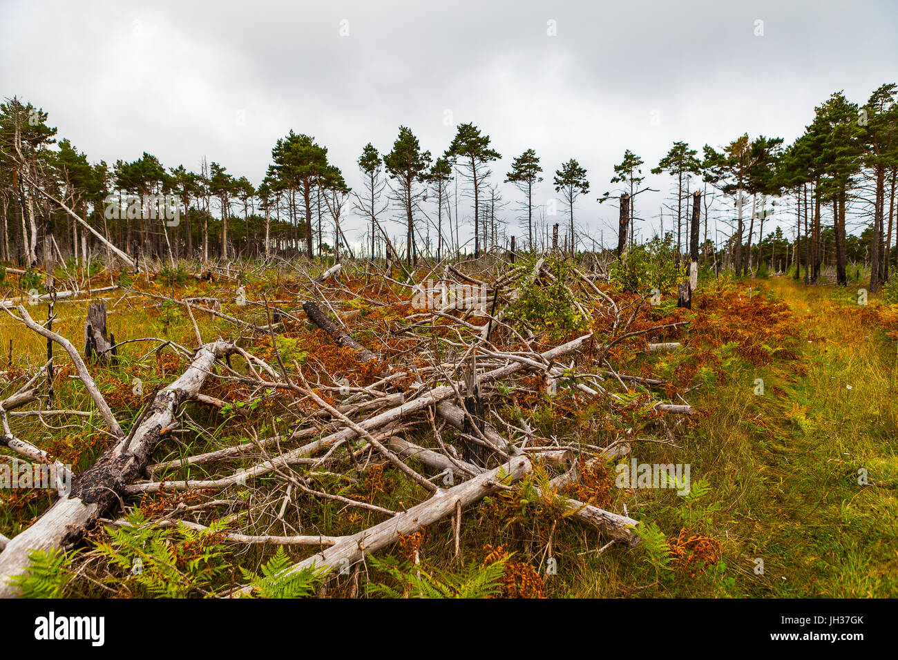 Fallen pine trunks after fire in the forest Stock Photo - Alamy