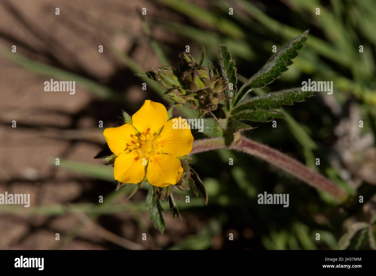A Cinquefoil, probably a Leafy Cinquefoil (Potentilla fissa) growing in ...