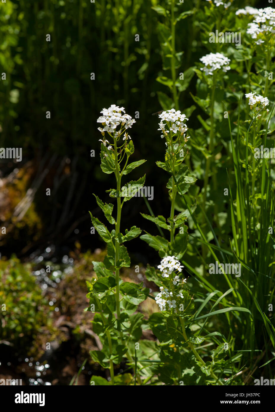 Bitter Cress (Cardamine cordifolia) growing beside a mountain stream in ...
