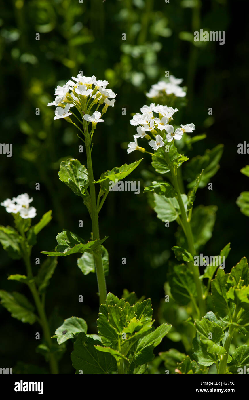 Cardamine cordifolia hi-res stock photography and images - Alamy