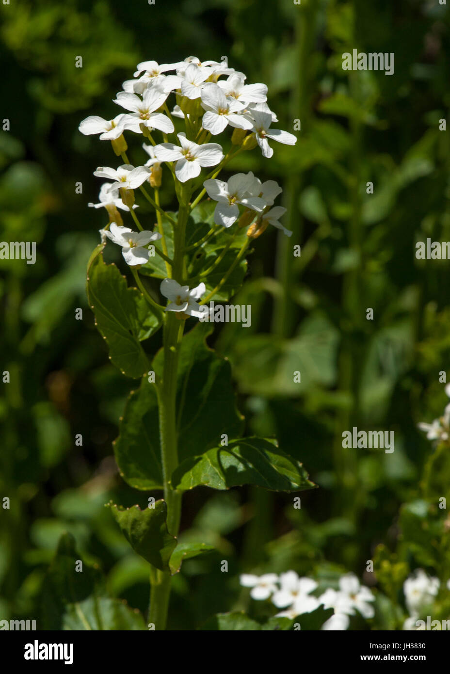 Bitter Cress (Cardamine cordifolia) in the Flat Tops Wilderness of ...