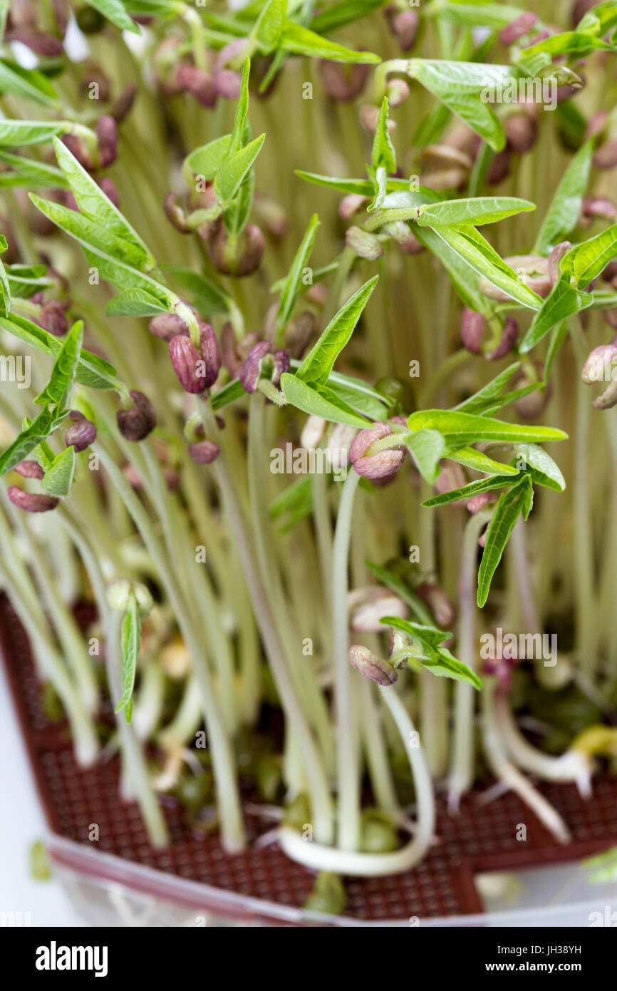 close up of a group of green soybean sprouts with long stems and green ...