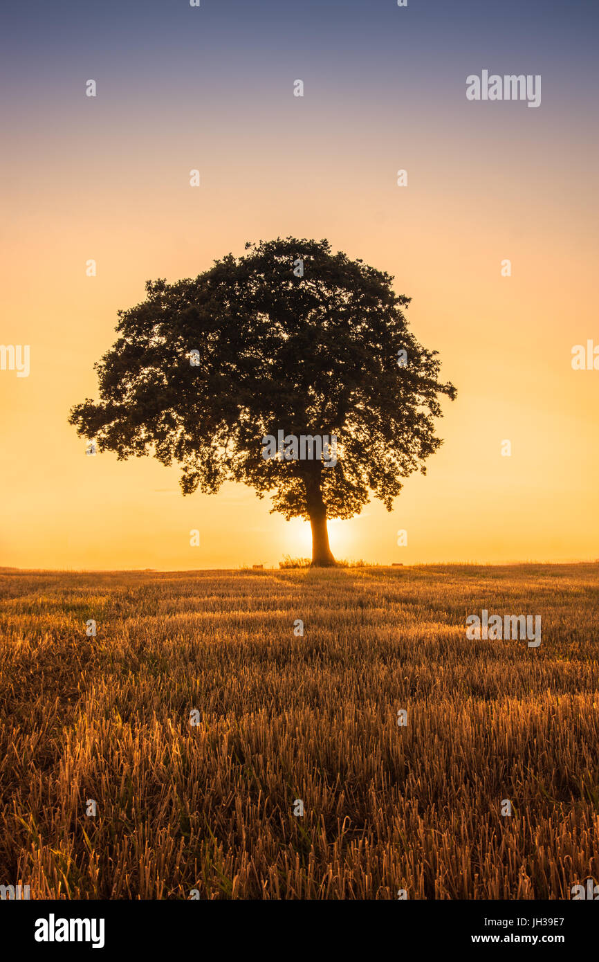 A single tree against the sunset in a harvested corn field Stock Photo ...