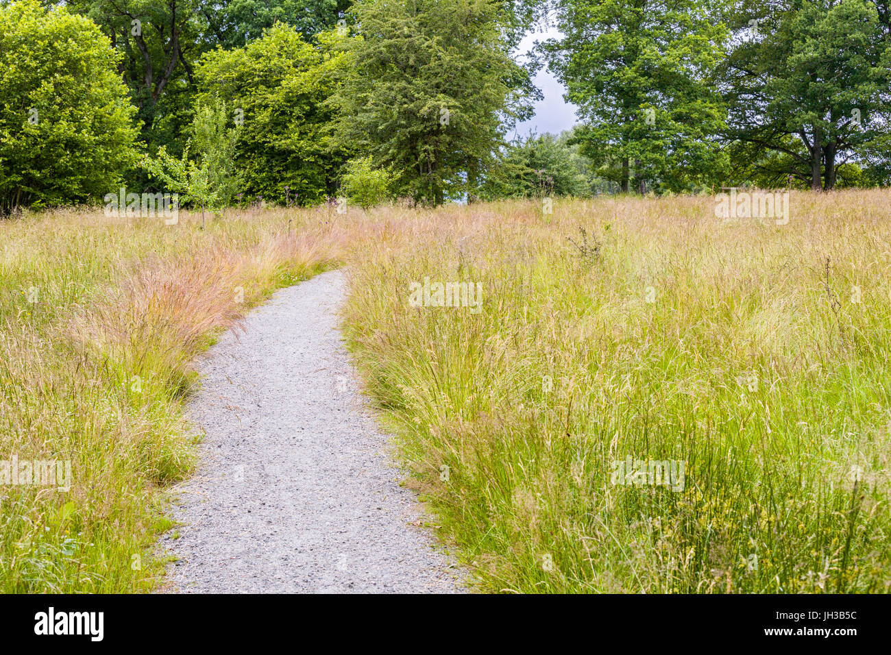 Winding gravel walkway pathway footpath cutting through the tall grass ...