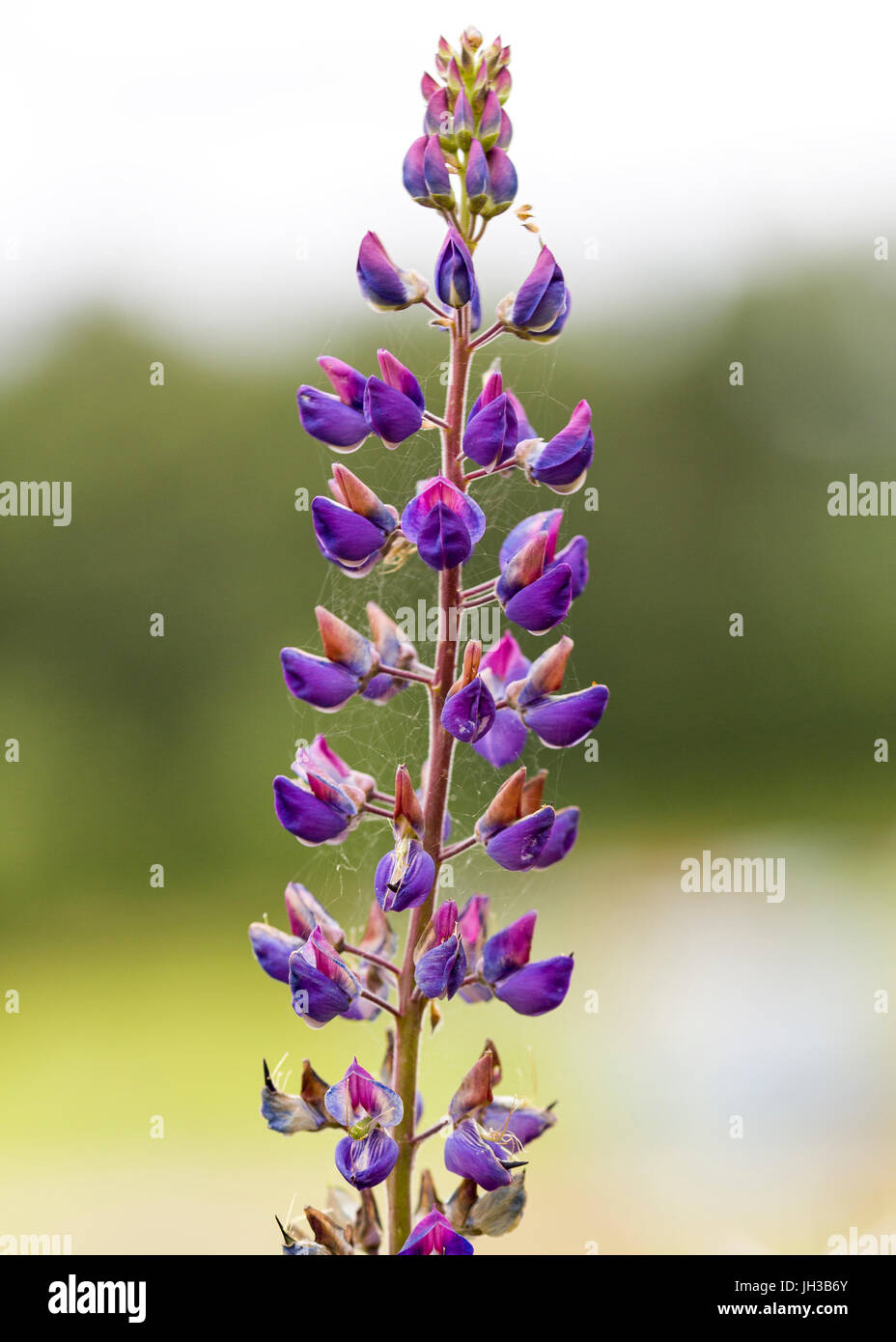 Unknown purple flower Model Release: No. Property Release: No Stock ...