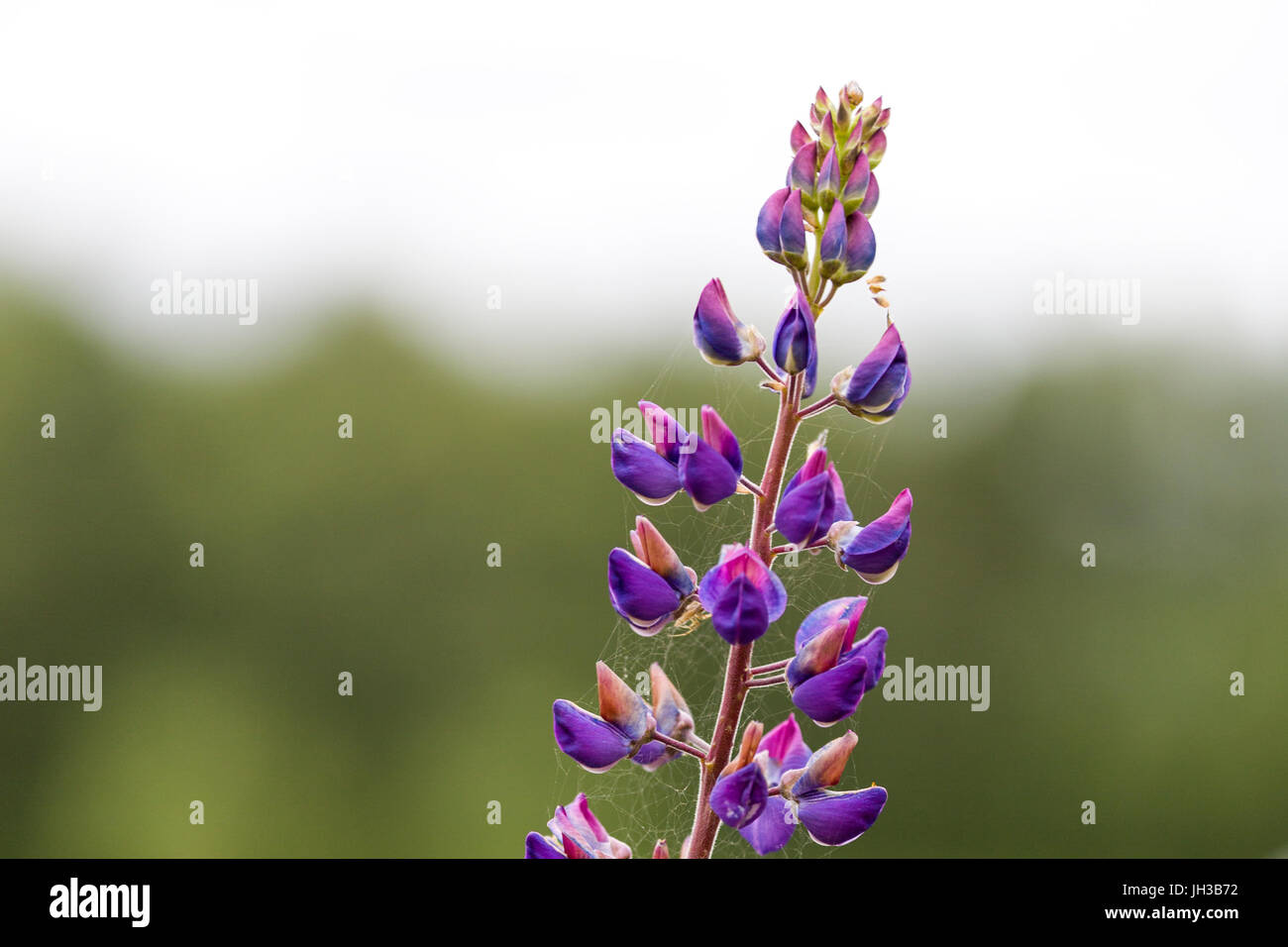 Unknown purple flower Model Release: No. Property Release: No Stock ...