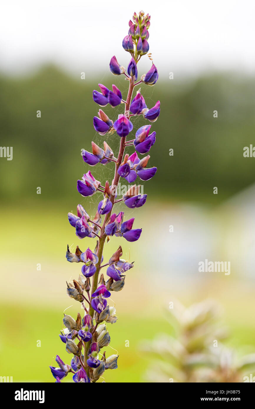 Unknown purple flower Model Release: No. Property Release: No Stock ...