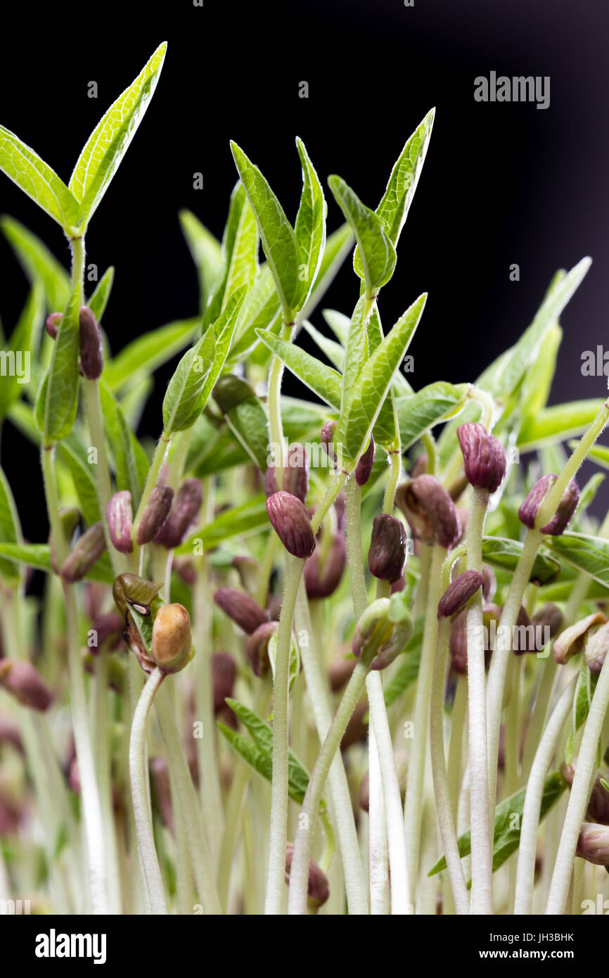 close up of a group of green soybean sprouts with long stems and green ...